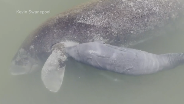 VIDEO: Manatee mother with newborn calf in Florida canal
