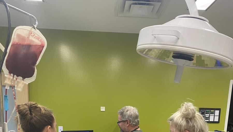 Cincinnati and Columbus zoos work together to save ill aardvark