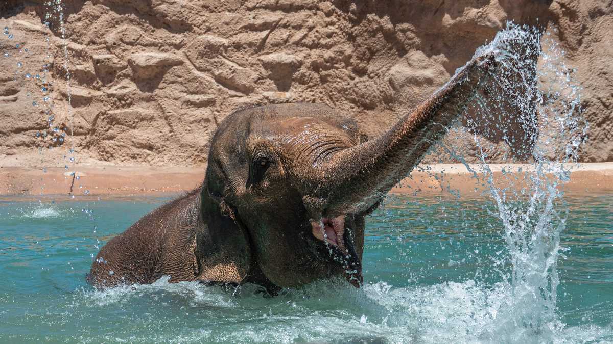 Security video captures elephant’s great escape from zoo enclosure