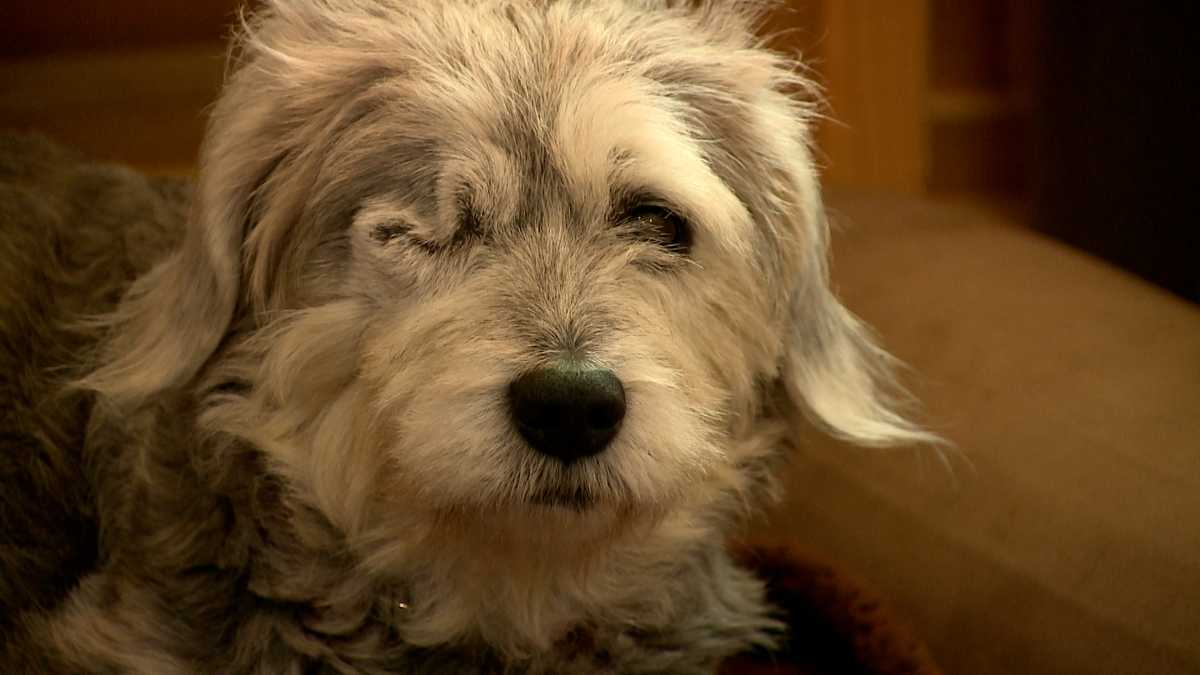 Old Dogs to to Helen for love and care at the end of days