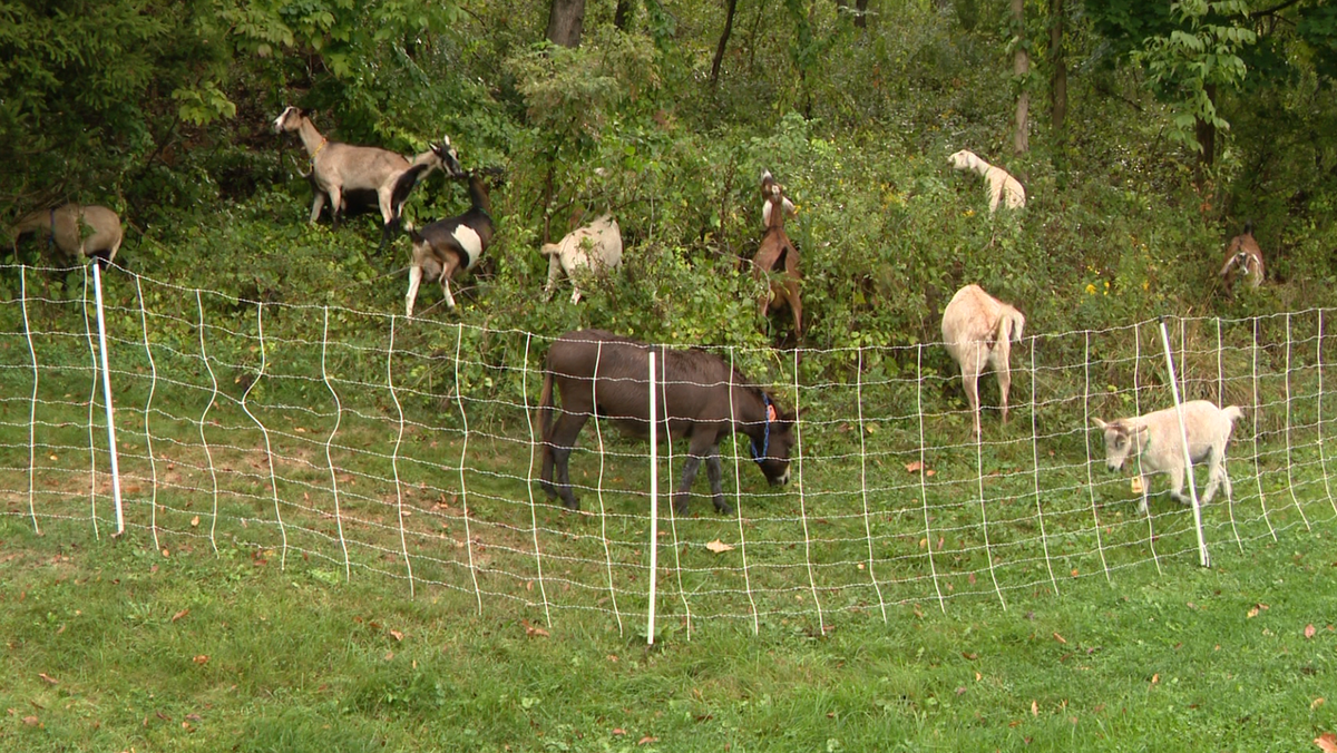 Allegheny GoatScape: An eco-friendly way to remove unwanted plants
