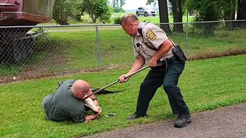 Alligator puts up a fight before being captured at Eagle Lake