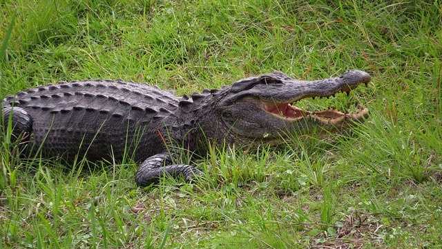 Alligator delays Delta flight at Savannah-Hilton Head airport - WJCL