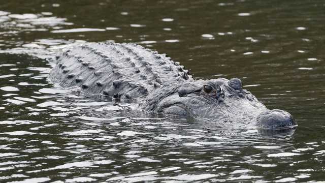Alligator crashes pool party in Jensen Beach