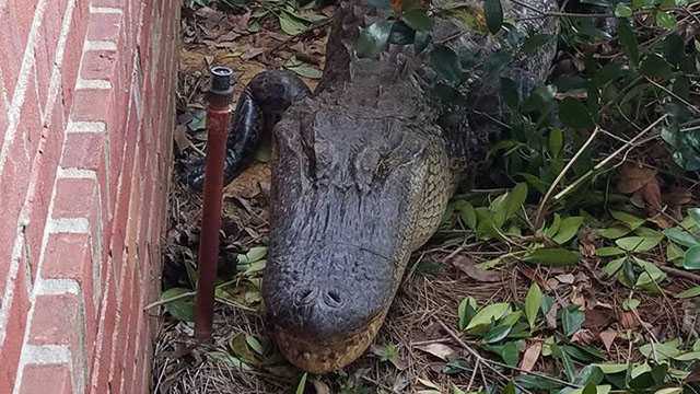 Man raking yard clippings uncovers alligator in backyard