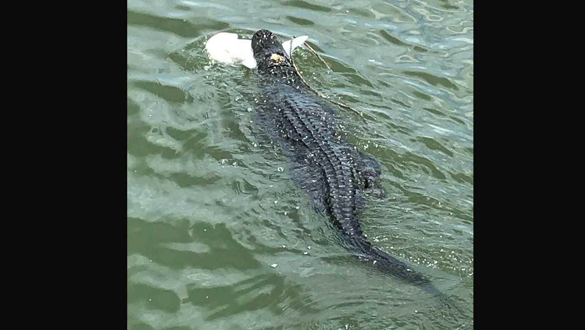 WOW: Video captures gator eating shark in Hilton Head