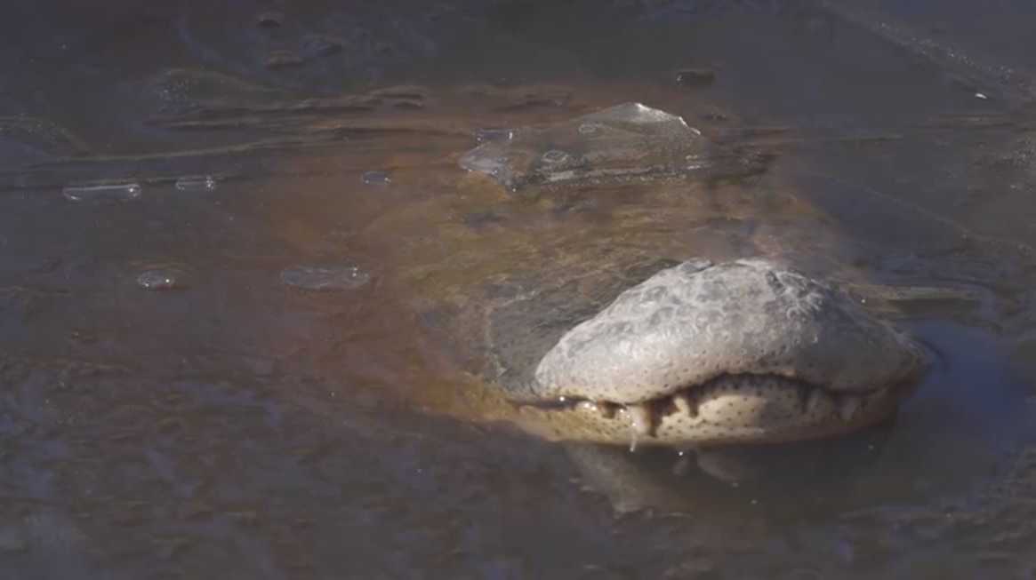 Alligators have the best solution to surviving when swamps ice over