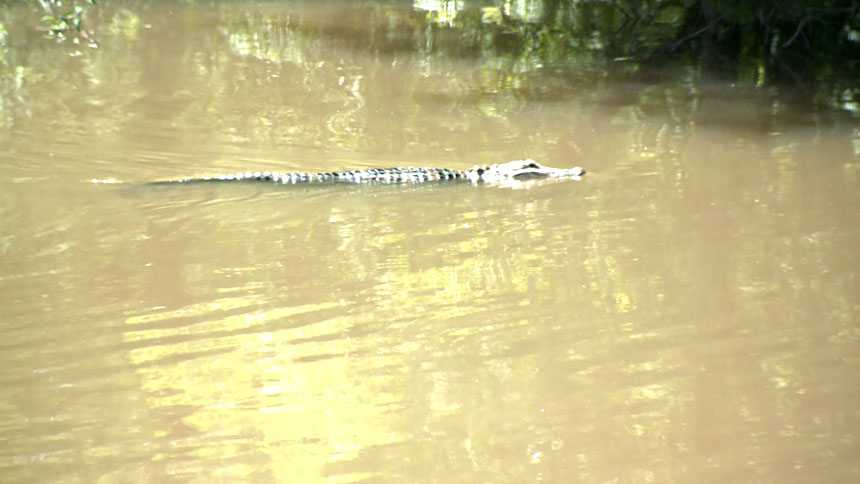 Flooding has major impact on wildlife