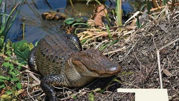 Alligators build nests at southeastern Oklahoma wetlands project ...