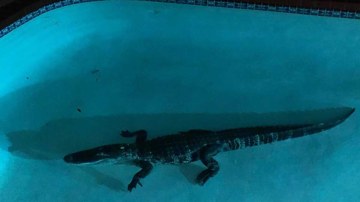 7-foot alligator makes itself at home in Florida family's pool