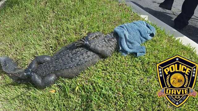 7-foot alligator captured in Davie