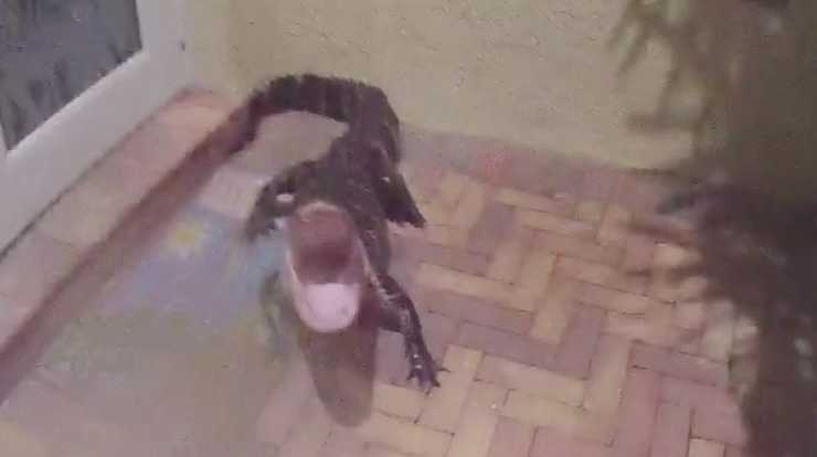 Body cam catches face-off between feisty alligator and officer