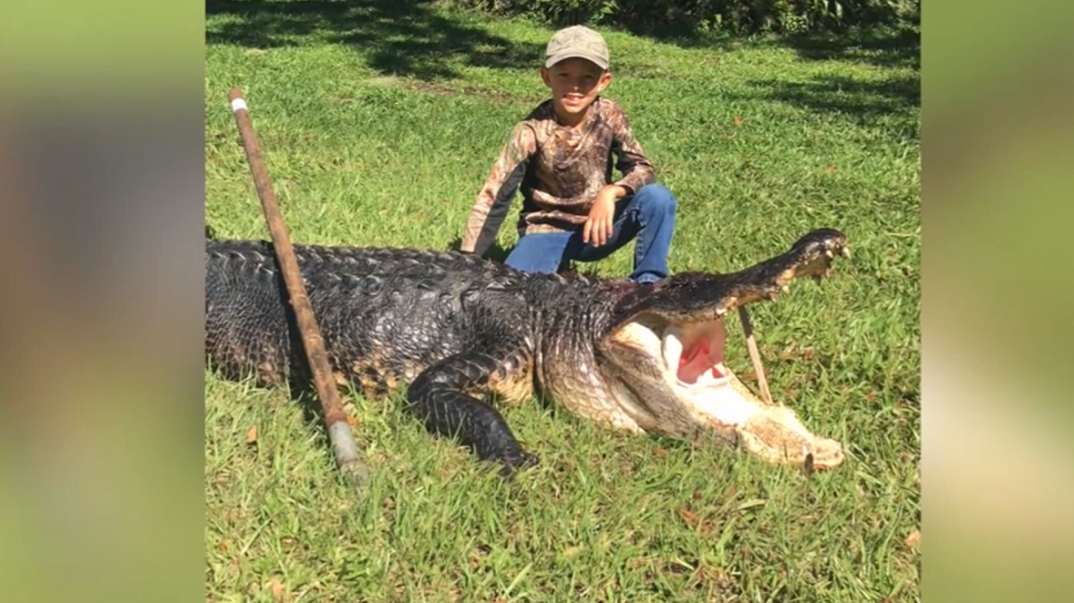 8-year-old Florida boy catches 11-foot alligator