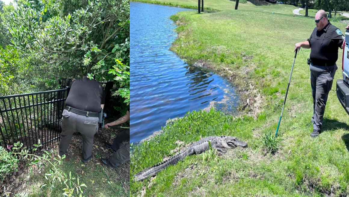 North Carolina: Alligator stuck in fence rescued at Sunset Beach