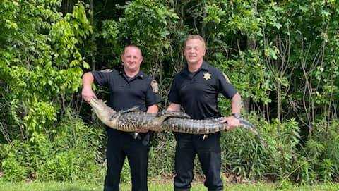 Louisiana alligators captured Winn Dixie