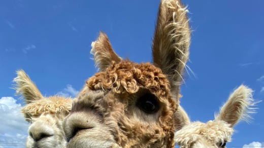 Meet fluffy alpacas from 10 farms throughout Kentucky at Alpaca Spring ...