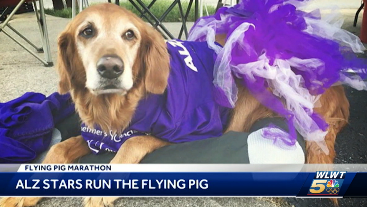 ALZ Stars run the Flying Pig for a cause