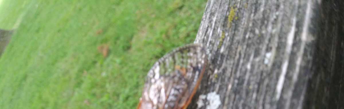 Photos: See the Brood X Cicadas emerging in Maryland