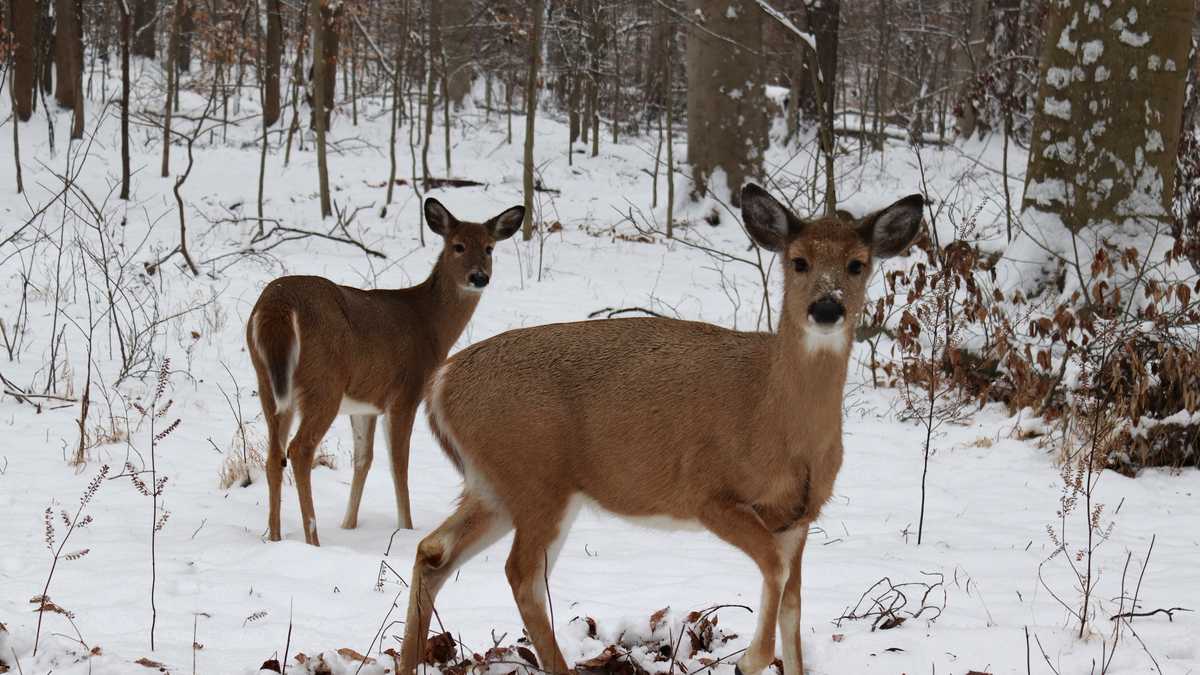 See Baltimore's first snow in 716 days in photos