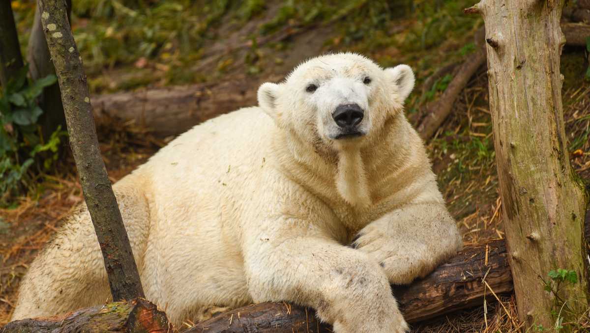 Polar bears Neva, Amelia Gray to leave Maryland Zoo