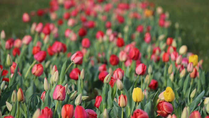American Village to open Festival of Tulips on Saturday, March 5