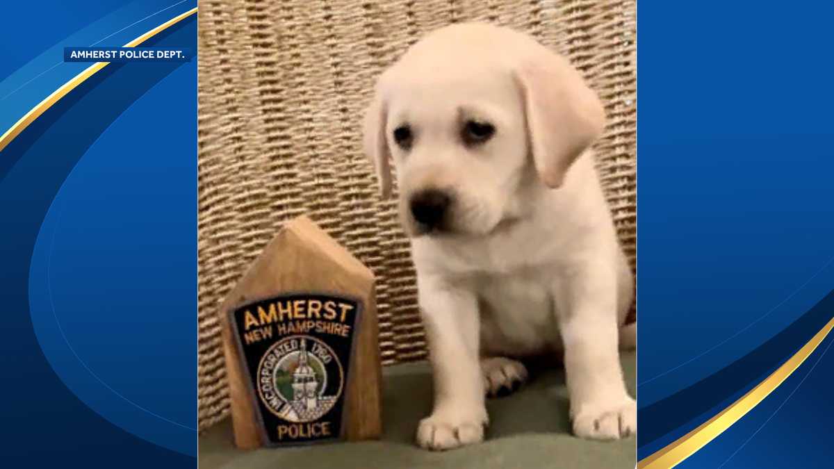 Amherst, New Hampshire police department adding therapy K-9