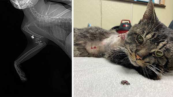 Kentucky Humane Society performs amputation on cat hit by bullet