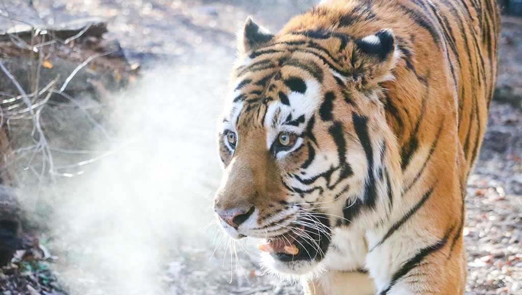 Check out photos of Blank Park Zoo's new male Amur tiger, Bronevik