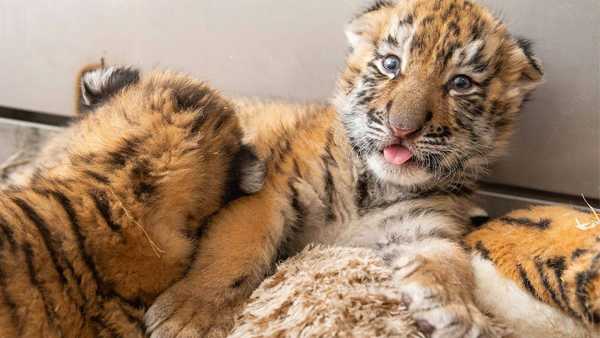 2 endangered tiger cubs born at Ohio zoo