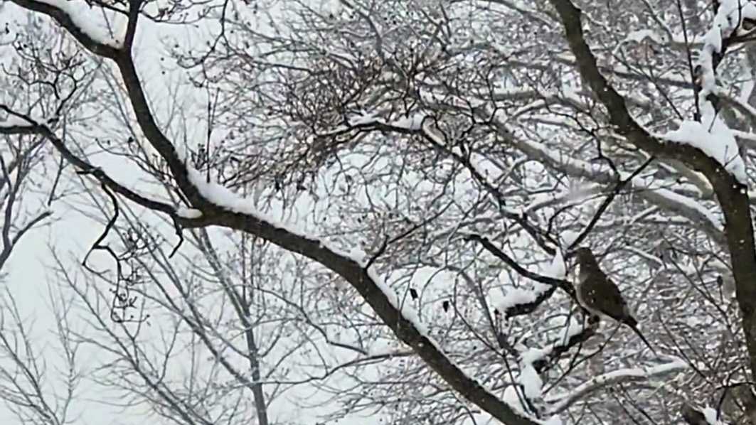 Second snowfall in a week in Maryland in photos