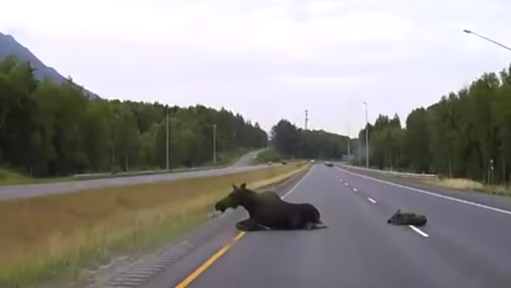 WATCH: Mother moose, calf barely escape traffic on highway