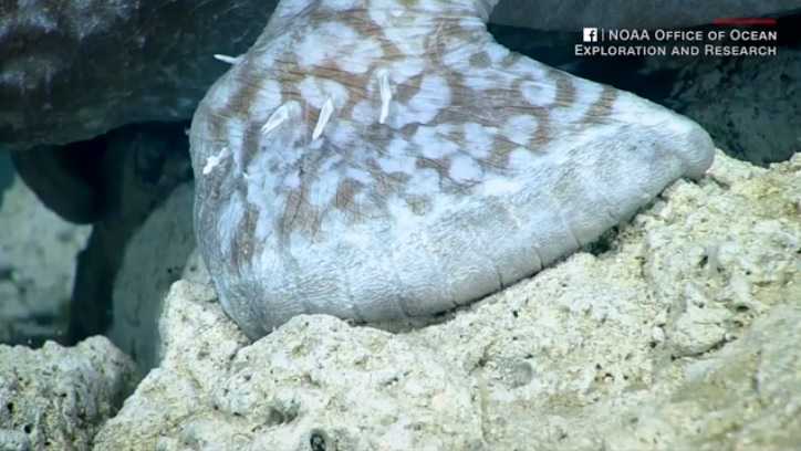 Explorers thought this bizarre fish was a rock!
