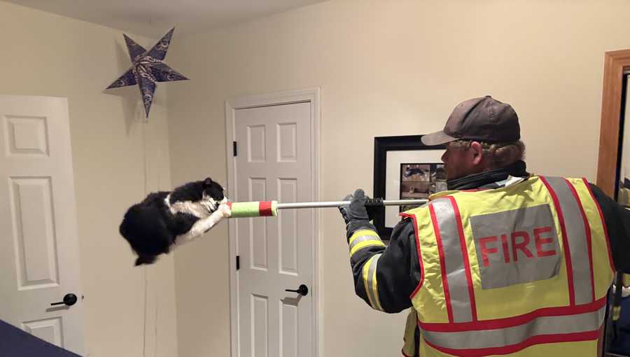 Grand Isle Volunteer Fire Department says angry feral cat rescue among ...