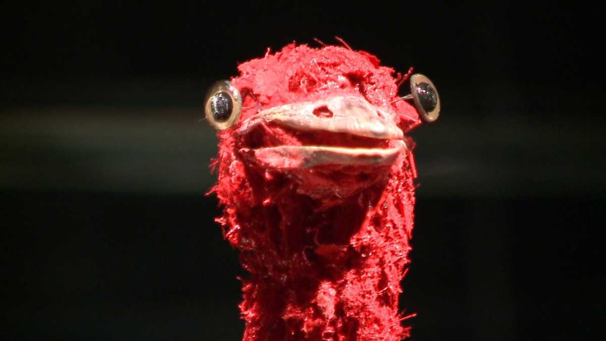 Photos: Body Worlds -- Animal Inside Out