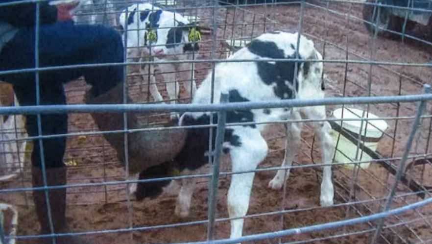 BI-LO pulls product line after undercover video shows animal abuse at farm