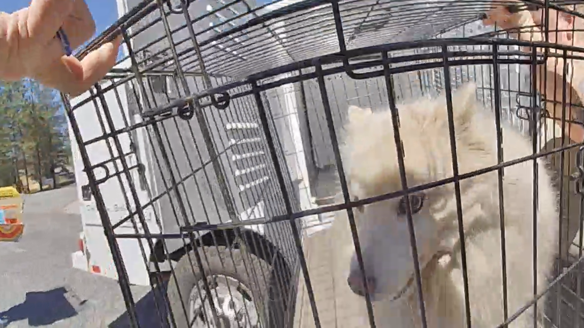 Dozens of animals found neglected in Nevada County business park