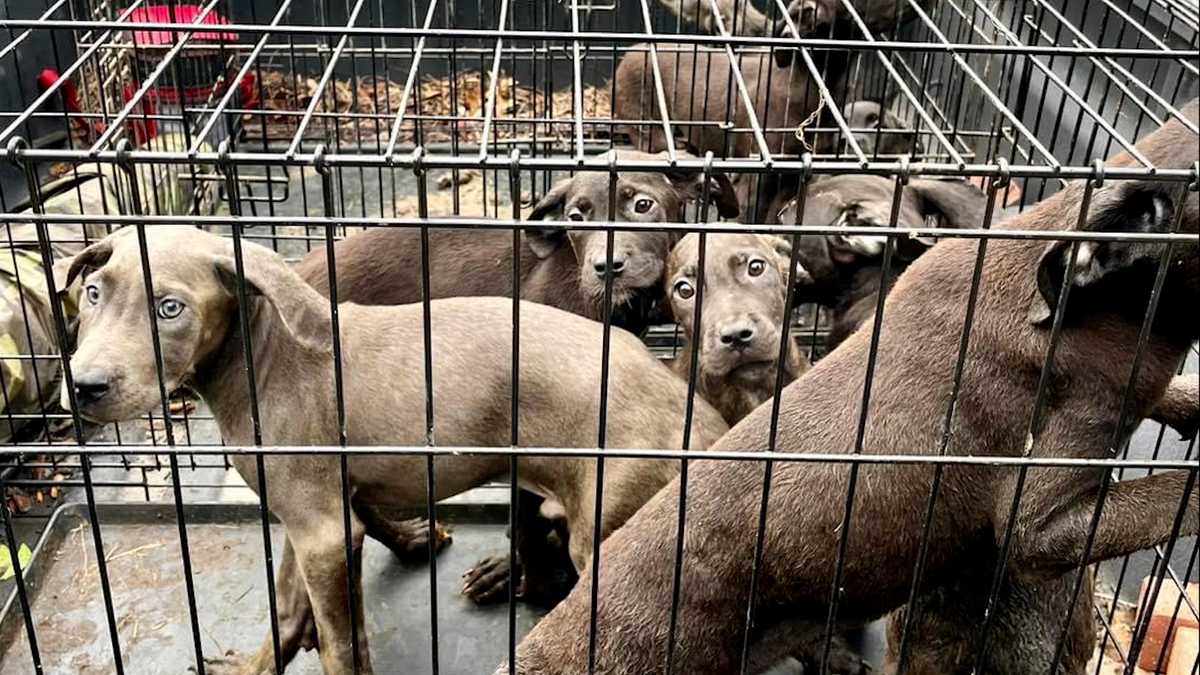 Rescuers work to relocate nearly 2 dozen abused dogs found in drug bust