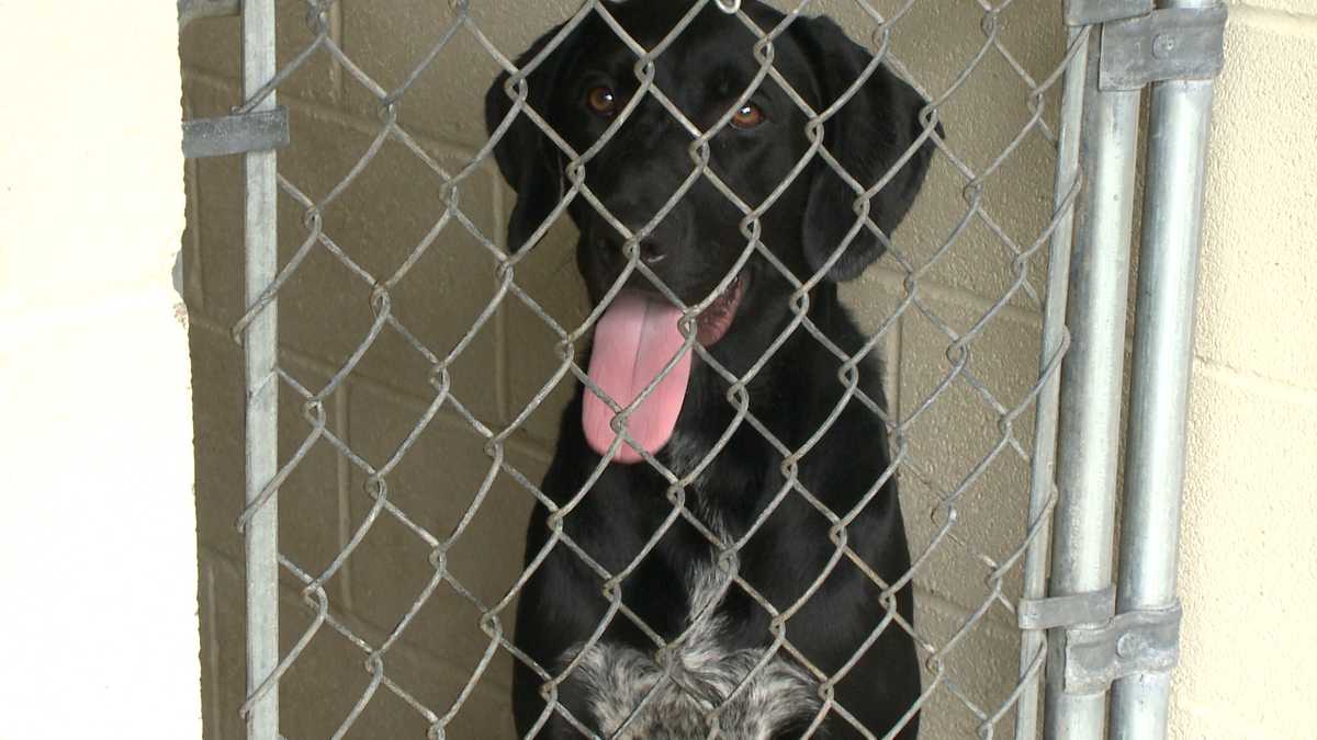 Rogers Animal Shelter sees influx of dogs after severe weather