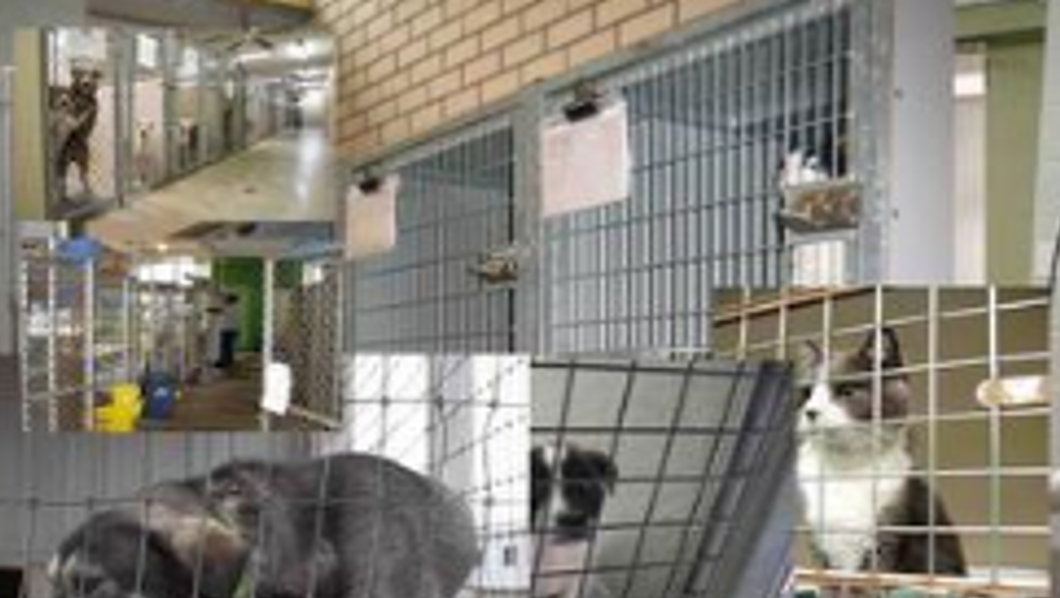 Future of Forsyth County Animal Shelter unclear as ﻿Forsyth Humane ...