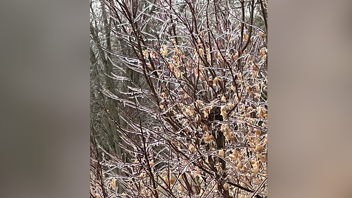 PHOTOS: Freezing rain falls Wednesday, forming icy glaze on surfaces