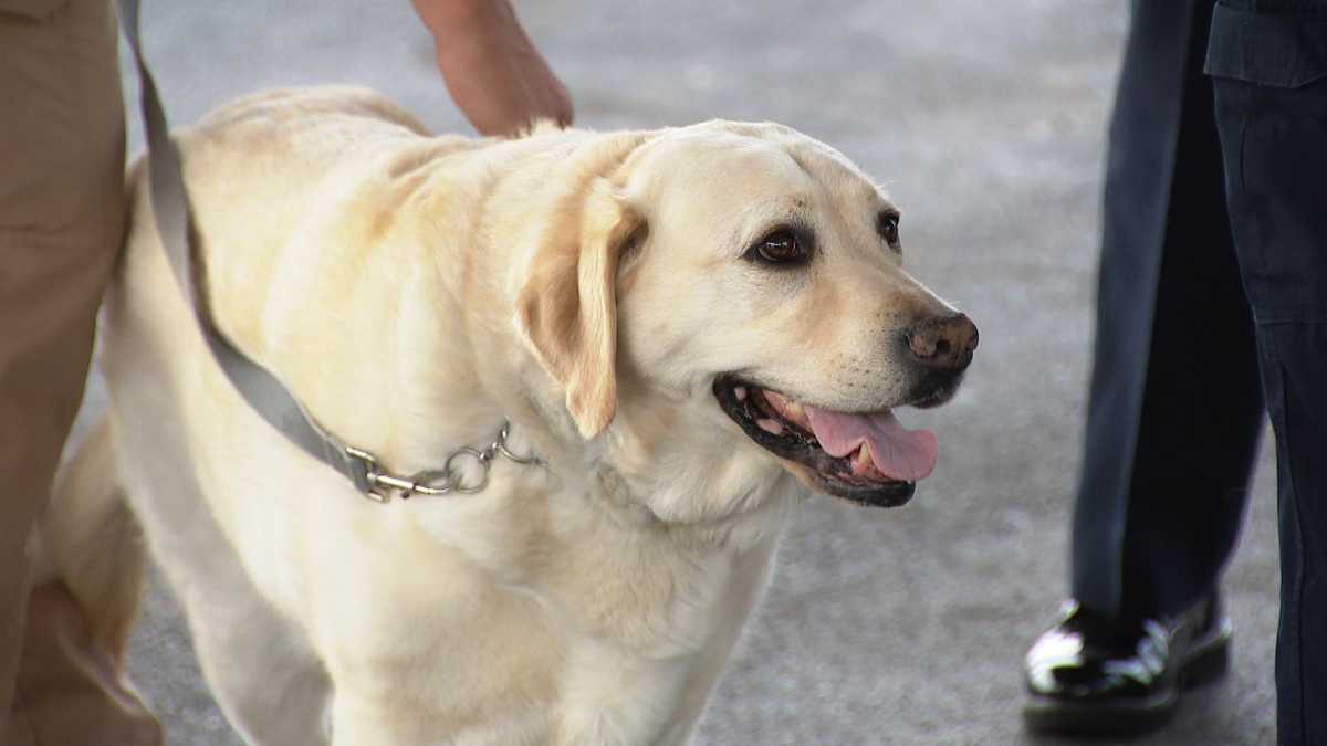 Police throw 'pawty' for retiring K-9, Comfort