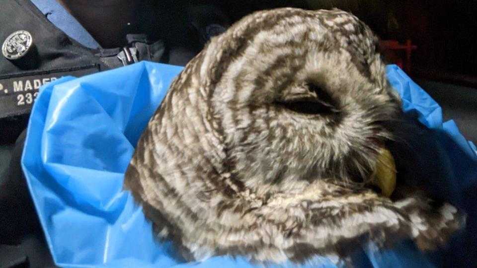 Anne Arundel County police rescue owl after car crash