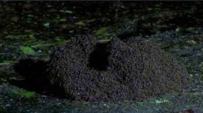 Hundreds of ants pile up near Oviedo floodwaters