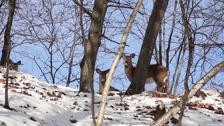 Buck fever: Heart attacks are biggest threat hunters face