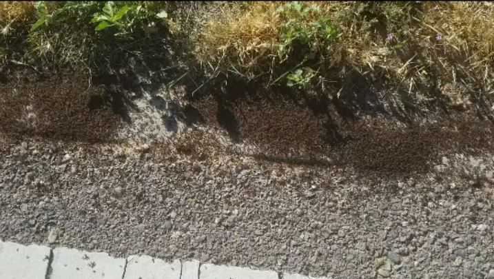 Wet weather brings the bugs out to play