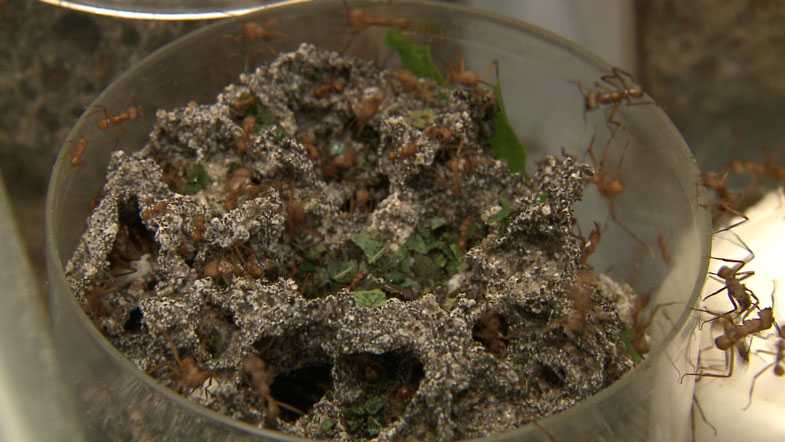 Ants could someday save your life