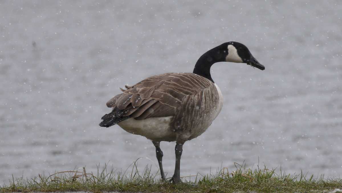 Almost 400 geese killed as population booms