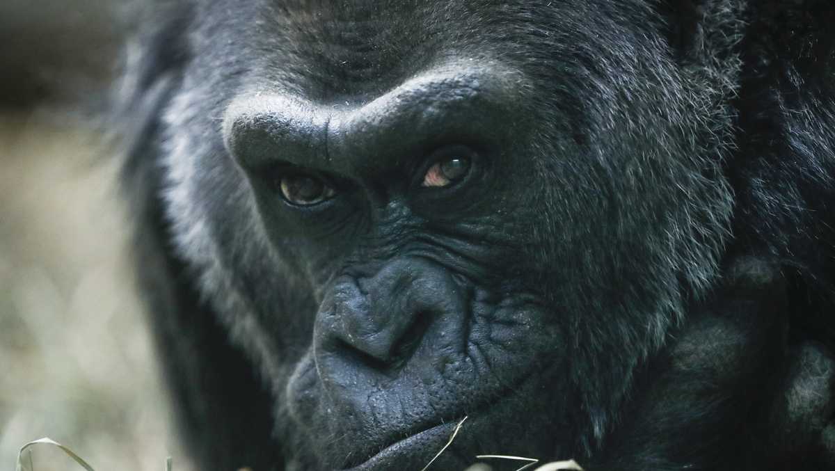 Happy birthday, Colo: 1st gorilla born in captivity turns 60