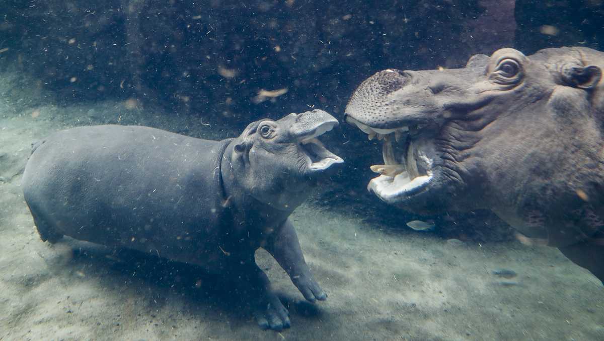 Cincinnati's favorite hippo mom Bibi celebrates 20th birthday