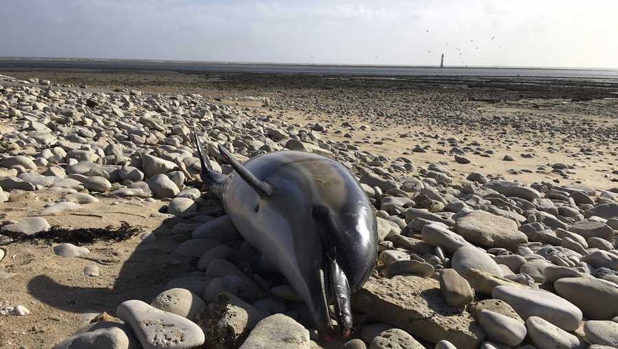 Action demanded after 1,100 dolphins wash up dead, mutilated on ...
